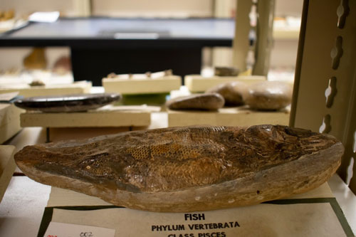 Ryan Geology Museum - Geosciences - Adams State University